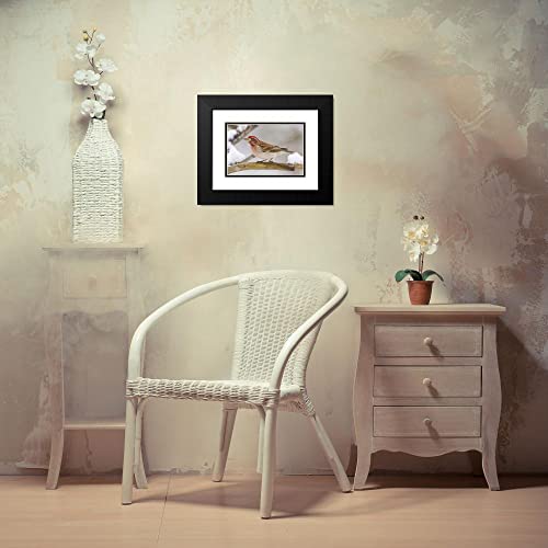 ArtDirect CO, Frisco Cassins Finch Perched on Branch 18x13 Black Modern Wood Framed with Double Matting Museum Art Print by Lord, Fred
