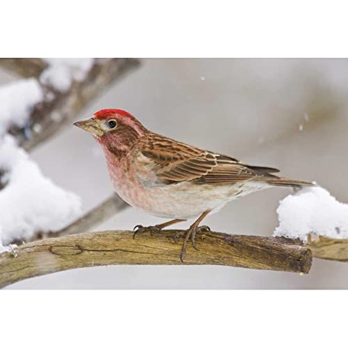 ArtDirect CO, Frisco Cassins Finch Perched on Branch 18x13 Black Modern Wood Framed with Double Matting Museum Art Print by Lord, Fred