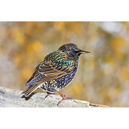 ArtDirect CO, Frisco European Starling Standing on Log 48x32 Huge Unframed Art Print Poster Ready for Framing by Lord, Fred
