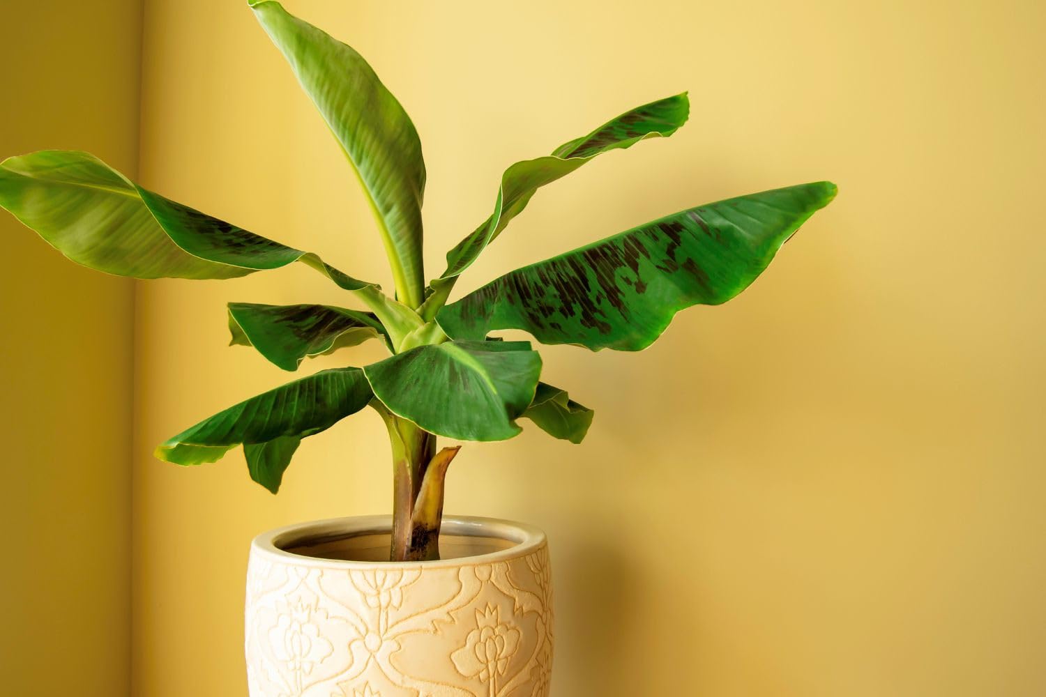 Gardenera Organic Banana Tree Soil Blend - 1 Quart - Nutrient-Dense Mix for Robust Growth and Sweet, Juicy Bananas - Crafted with Care for Exceptional Results