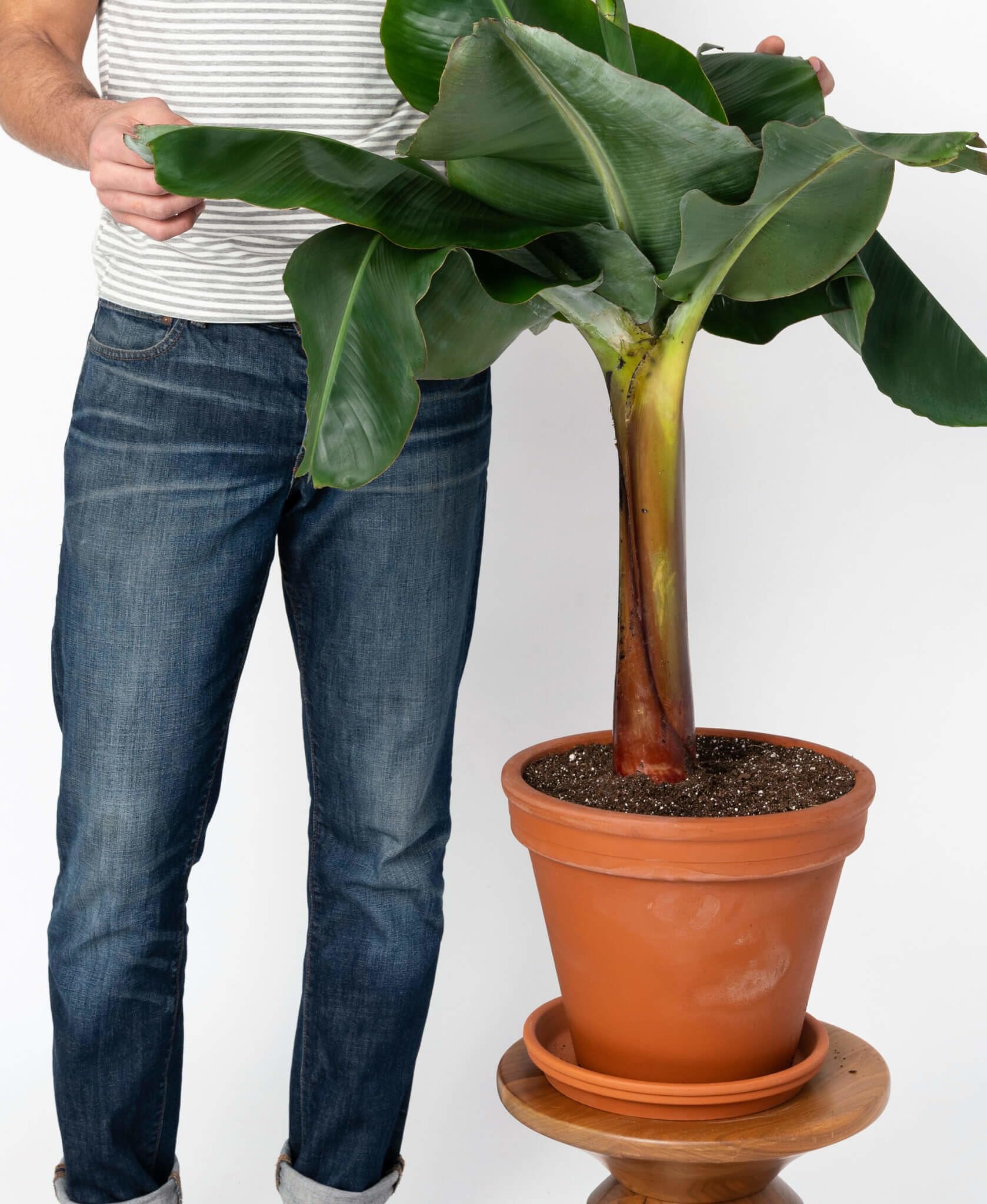 Gardenera Organic Banana Tree Soil Blend - 1 Quart - Nutrient-Dense Mix for Robust Growth and Sweet, Juicy Bananas - Crafted with Care for Exceptional Results