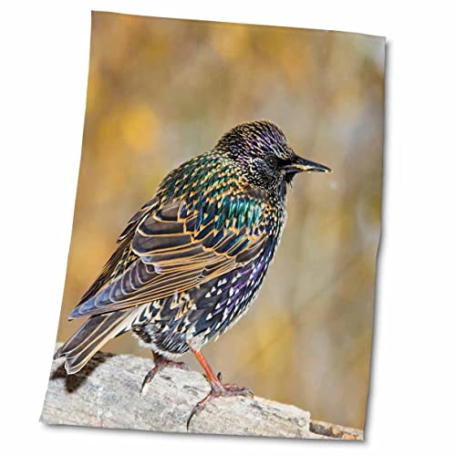 3dRose Colorado, Frisco. Starling bird - US06 BJA0105 - Jaynes Gallery - Towels (twl-88851-2)