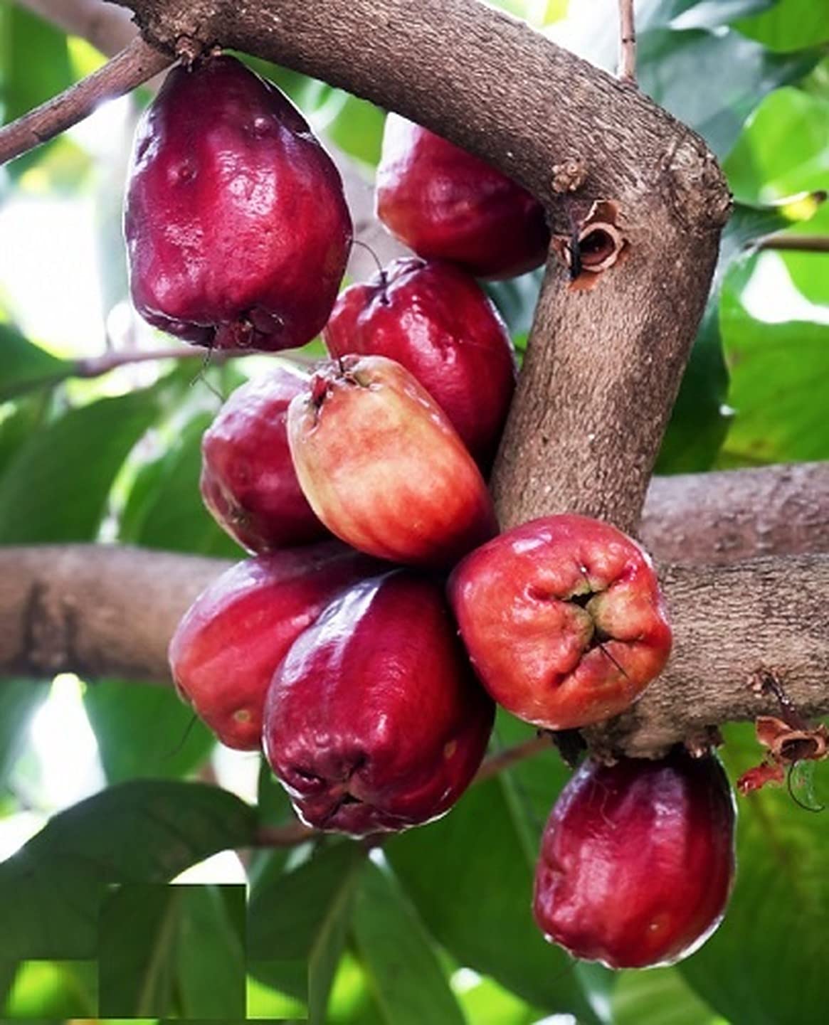 Malay Apple Tree Fruit Plant Live 3 to 8 Inch Tall Ornaments Perennial Garden Simple to Grow Pot
