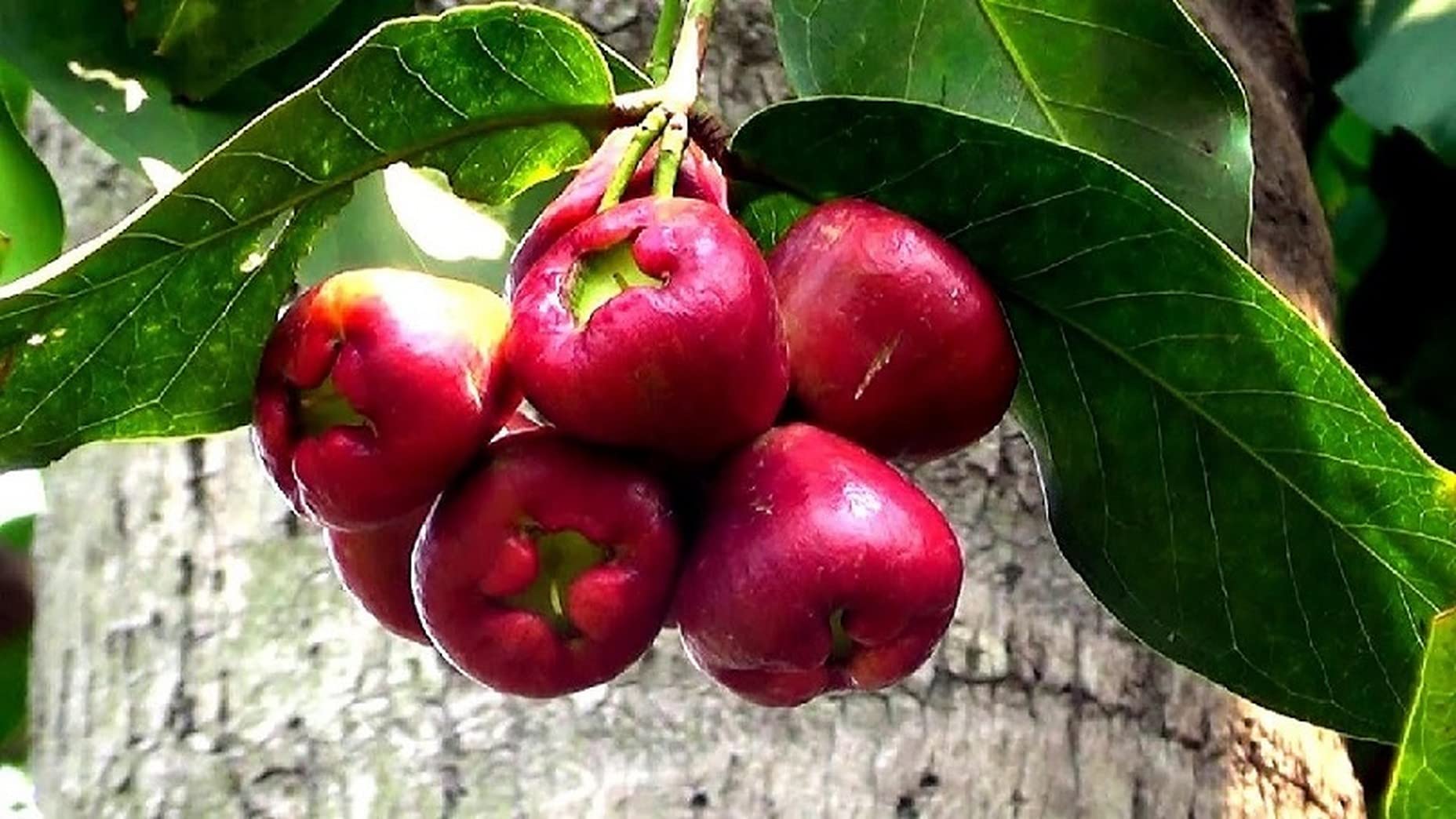 Malay Apple Tree Fruit Plant Live 3 to 8 Inch Tall Ornaments Perennial Garden Simple to Grow Pot