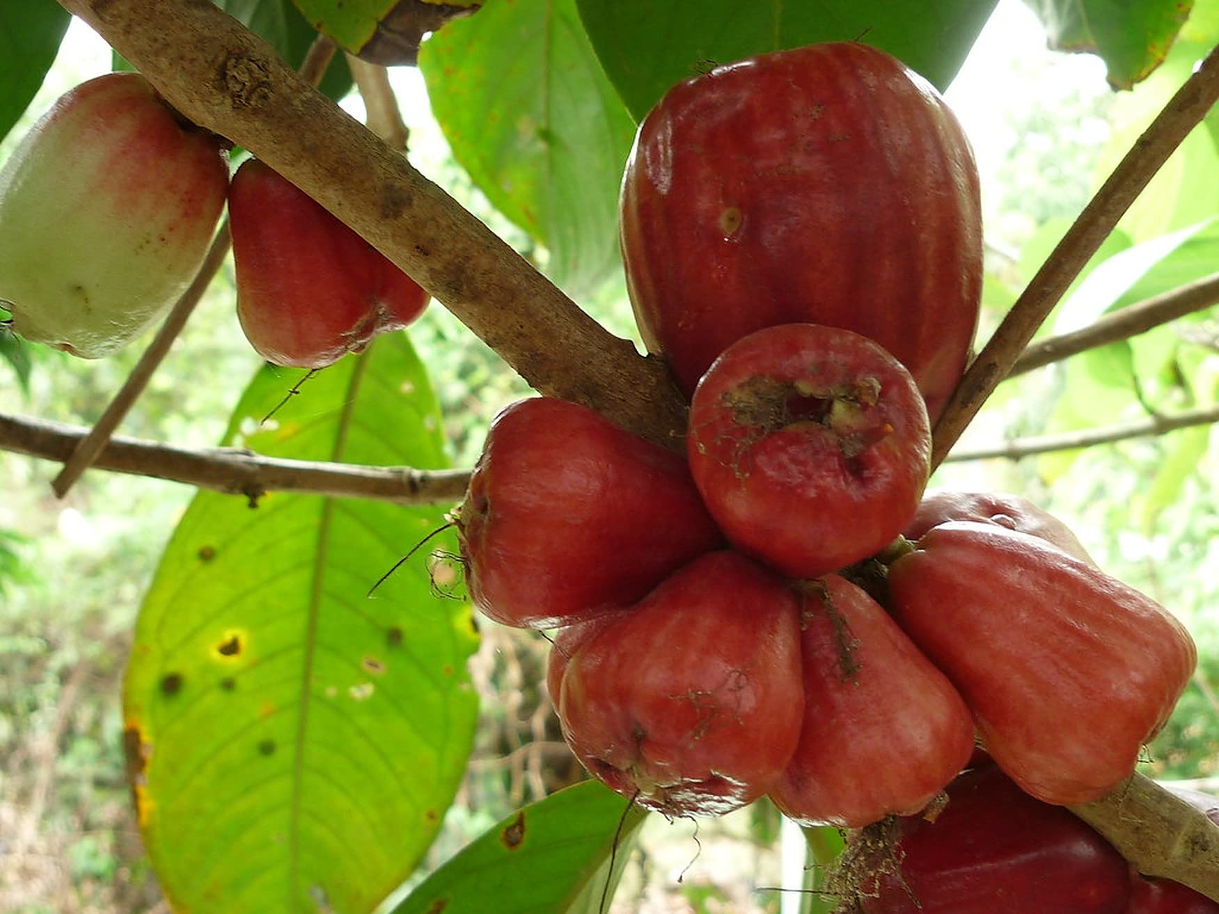 Malay Apple Tree Fruit Plant Live 3 to 8 Inch Tall Ornaments Perennial Garden Simple to Grow Pot