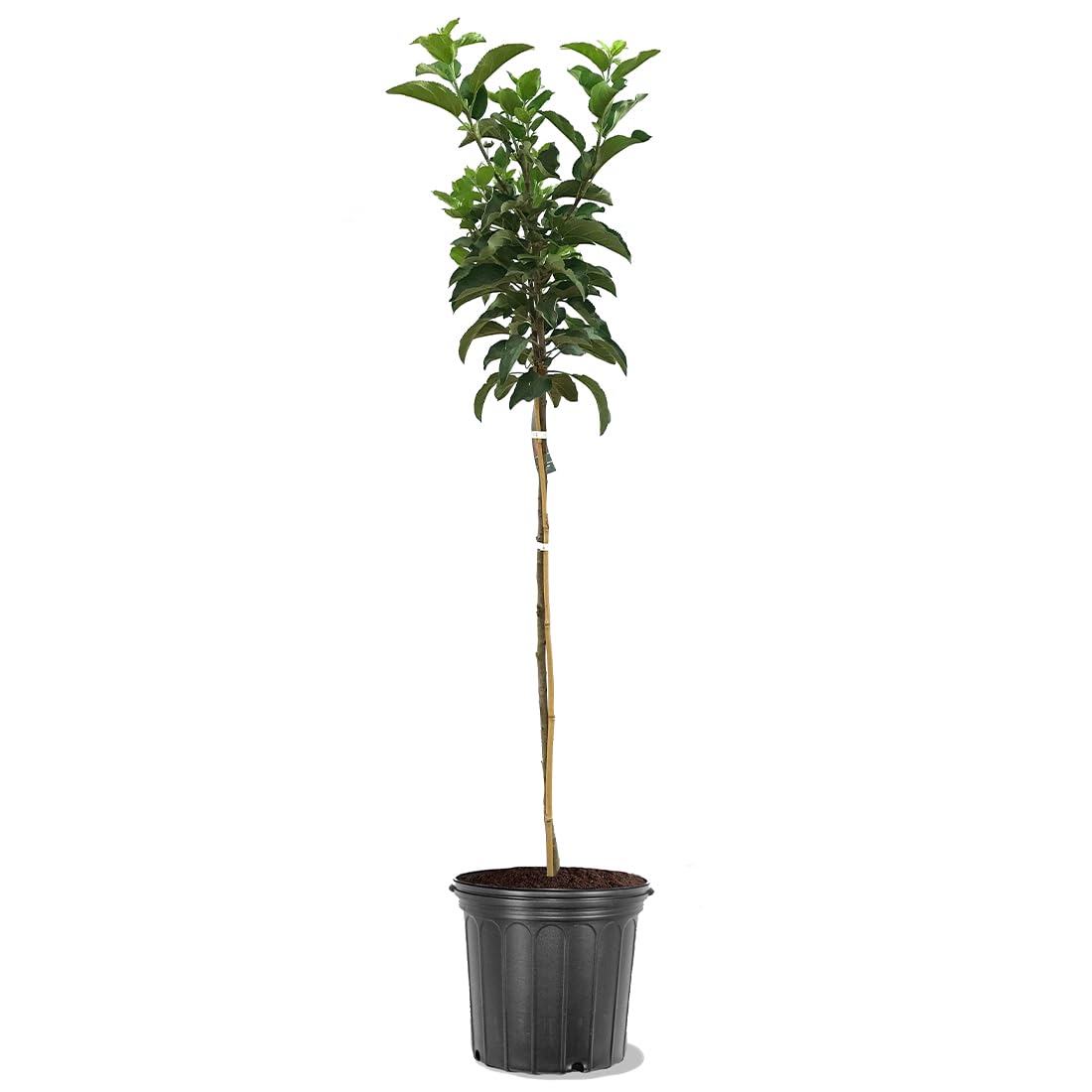 American Plant Exchange Live Red Delicious Apple Tree, Fruit-Bearing Plant Pot for Harvest and Home and Garden Decor, 3-4' Tall, 5-Gallon Pot