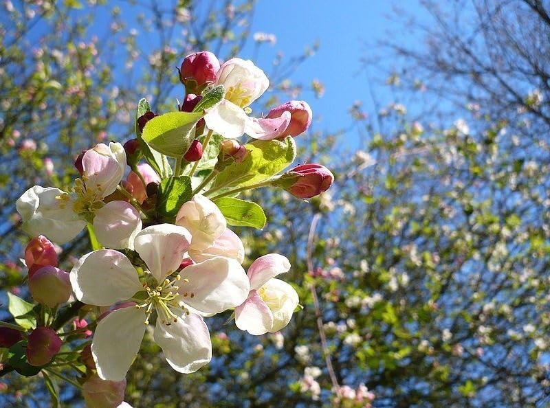 2 Live Plants Sargent Crab Apple Tree Quart Pot Malus Sargentii Tree Crabapple Plant Appletree of Sargent