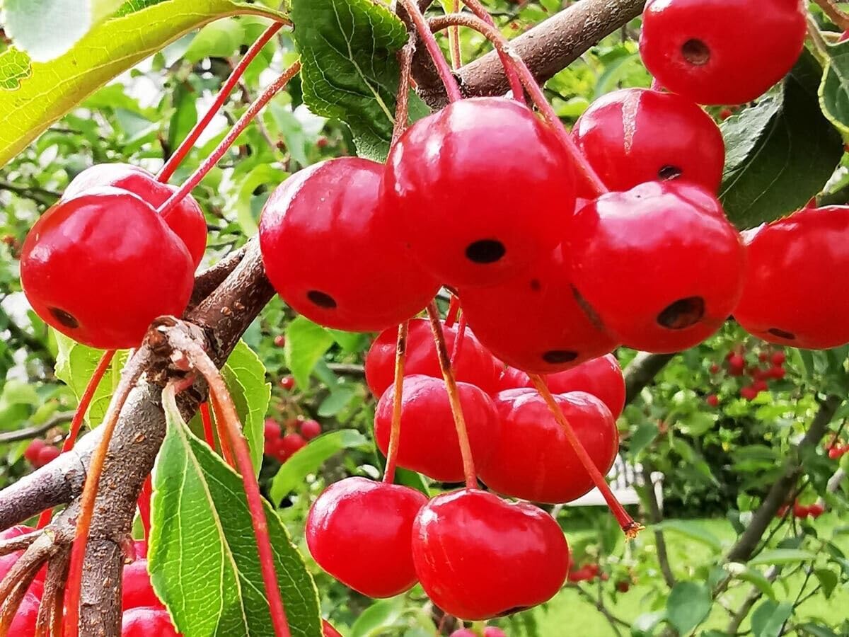 2 Live Plants Sargent Crab Apple Tree Quart Pot Malus Sargentii Tree Crabapple Plant Appletree of Sargent