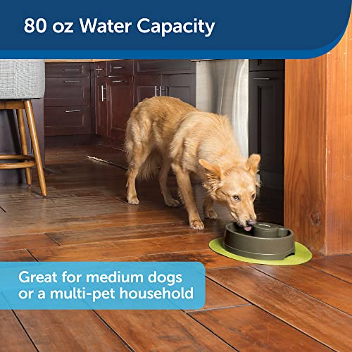 PetSafe Current Pet Water Fountain - Circulating Drinking Fountain for Cats and Dogs - Forest, Medium, 80 oz Capacity Water Dispenser - Carbon Filter Included - Easy to Clean Design