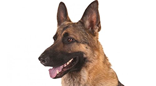 PetSafe Stay + Play Wireless Dog Fence for 2 Dogs: Large/Stubborn Dogs