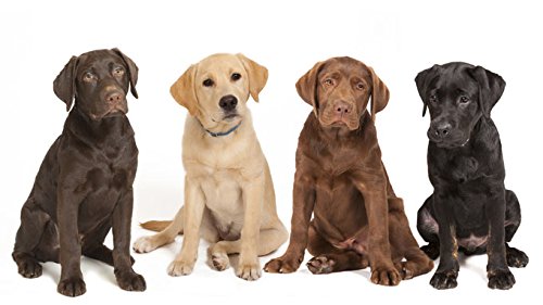 PetSafe Stay + Play Wireless Dog Fence for 2 Dogs: Large/Stubborn Dogs