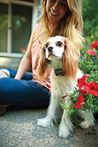 PetSafe Elite Little Dog In-Ground Fence Receiver Collar, for Dogs Over 5lb, Waterproof with Tone and Static Correction