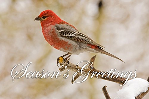 USA Colorado Frisco Male pine grosbeak perched on limb Credit as Fred J Lord Jaynes Gallery DanitaDelimontcom Poster Print (34 x 22)