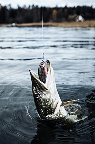 Lure with Two No 3/0, 1-1.4m, Swim Depth, 16cm, Live Roach Size