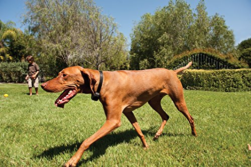 PetSafe Stay + Play Wireless Fence Receiver Collar