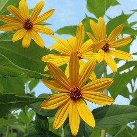 Three Sunchokes - Organic EARLY Dwarf Sunray Variety Jerusalem Artichoke Tubers by Yumheart Gardens (3)