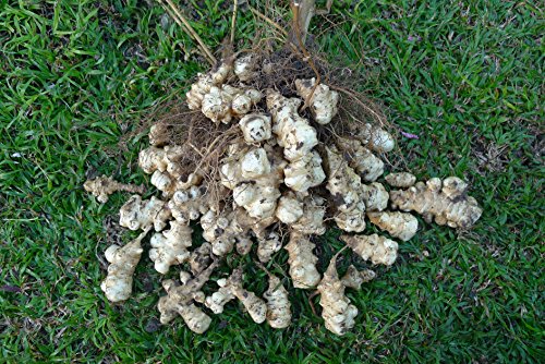 Three Sunchokes - Organic EARLY Dwarf Sunray Variety Jerusalem Artichoke Tubers by Yumheart Gardens (3)