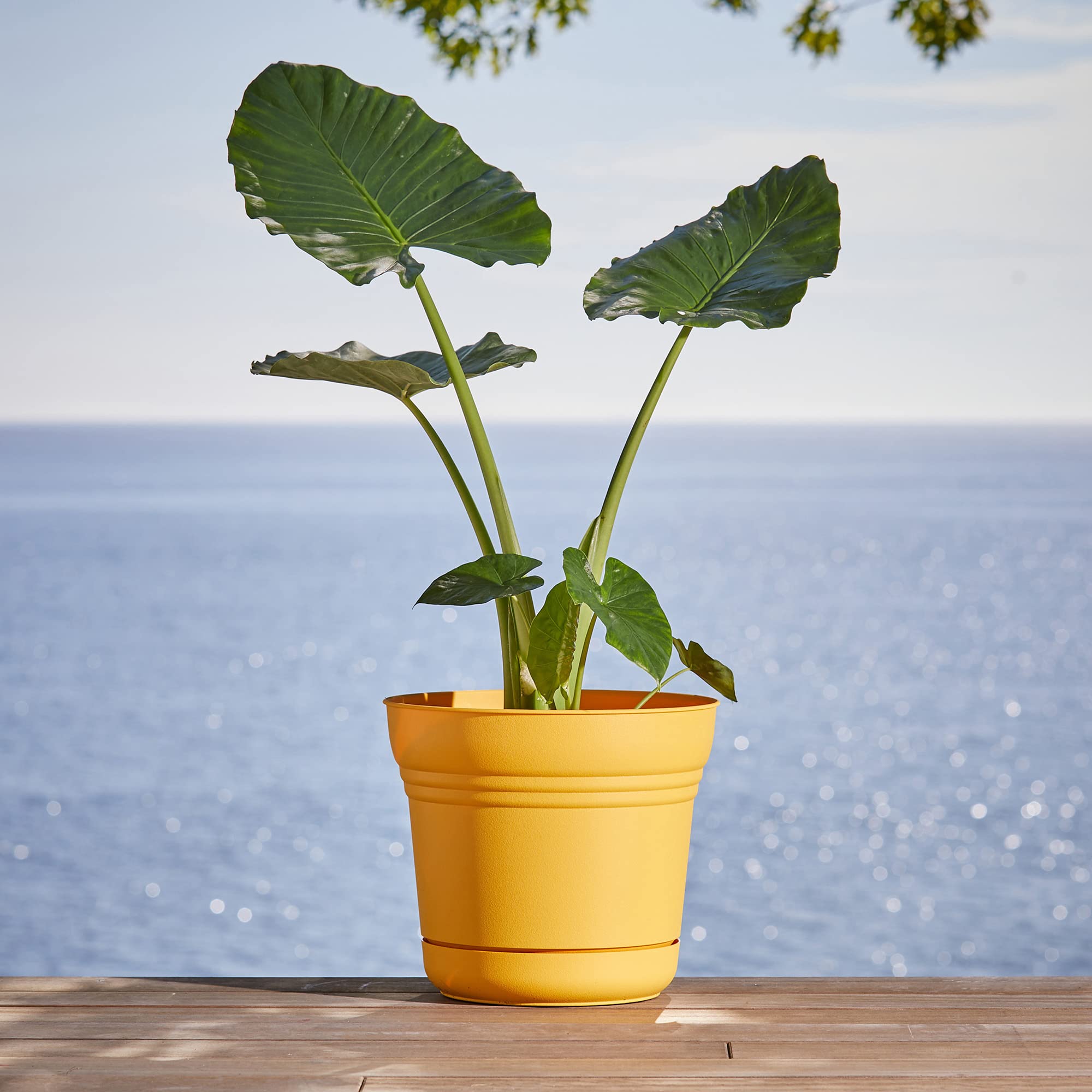 Bloem Saturn Round Planter with Saucer Tray: 14" - Earthy Yellow - Durable Plastic Pot, Matte Finish, Removable Saucer, for Indoor & Outdoor Use, Gardening, 5 Gallon Capacity