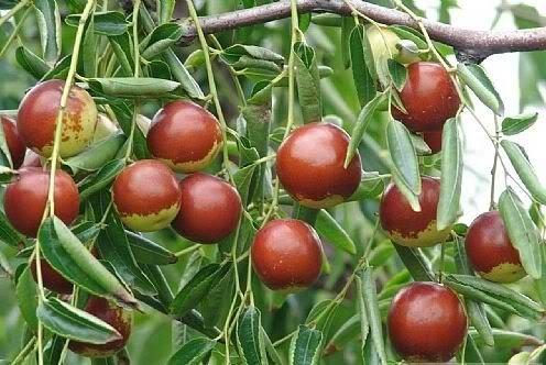 SD0519 Ziziphus Zizyphus Seeds, Rare Korean Dates Seeds, Jujube Seeds, Non-Genetically Modified Seeds (10 Seeds)