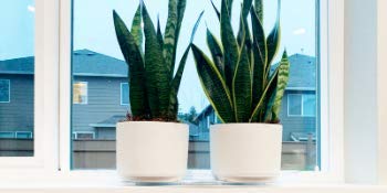 ILUVUMOREI Oval 2 Pack of 18 by 6.5 Inches Clear Plant Saucer, Thicker, Durable Flower Pot Planter for Indoors or Outdoors, Window Sills and Shelves (2 Pack - 18")