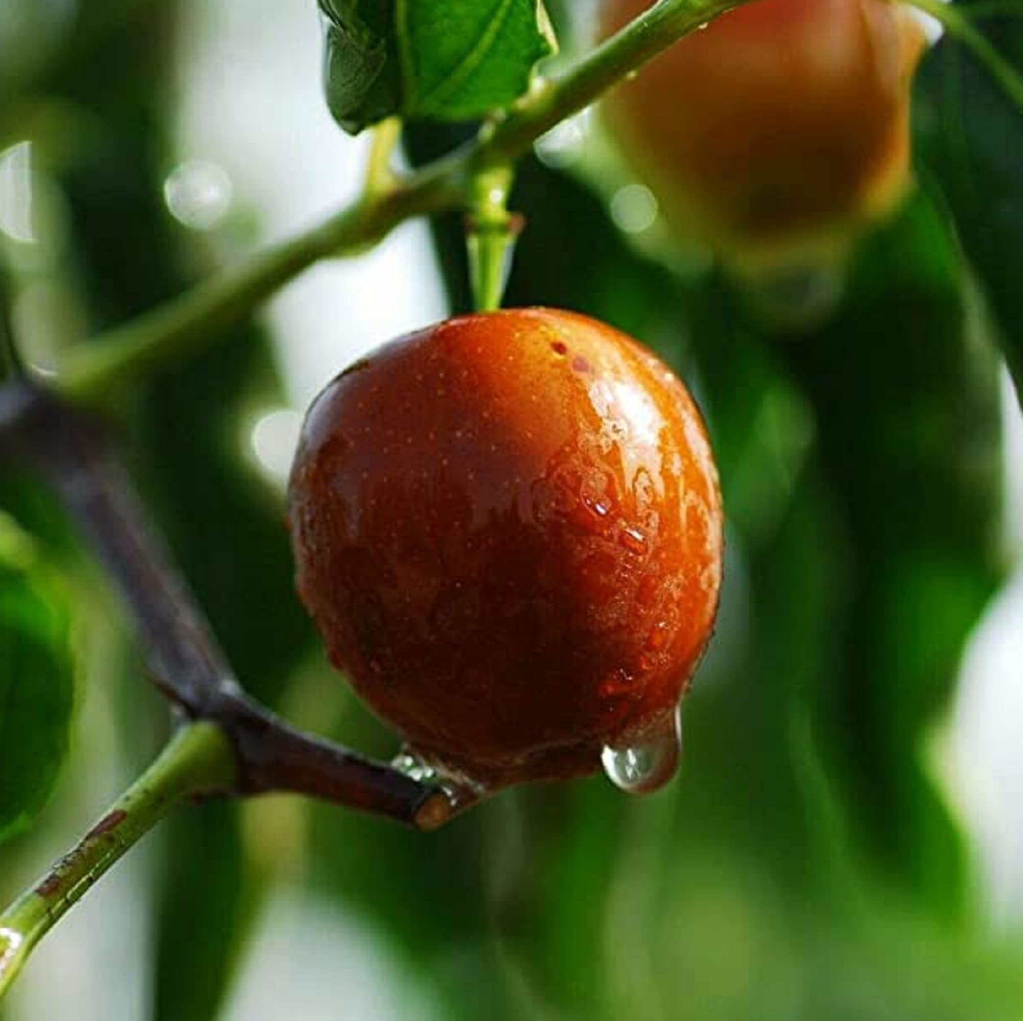 CHUXAY GARDEN Indian Jujube Seed 8 Seeds Ziziphus mauritiana Fruit Tree Drought Tolerant Sweet Edible Fruit Great Gardening