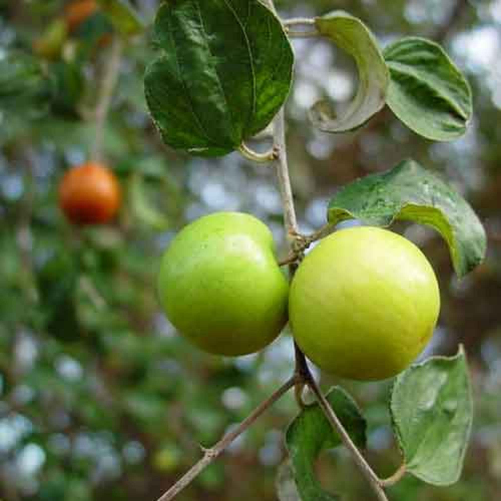 CHUXAY GARDEN Indian Jujube Seed 8 Seeds Ziziphus mauritiana Fruit Tree Drought Tolerant Sweet Edible Fruit Great Gardening