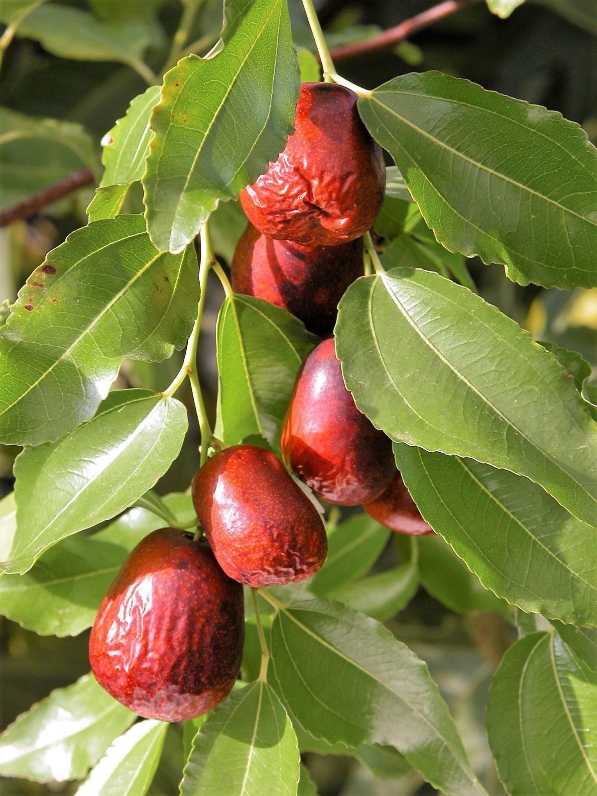 New ASIAN DATE Jujube Ziziphus Spinosa Common Chinese Tsao Red Fruit Tree 20+ Seeds