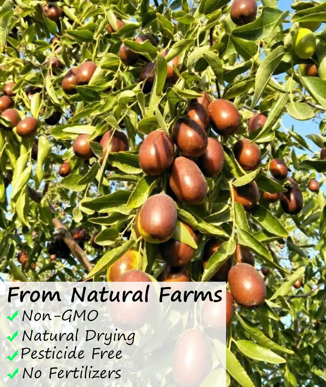 Premium Jujube Red Dates 1LB/453g,Selected Dried Fruit,Big & Delicious,100% Natural 红枣