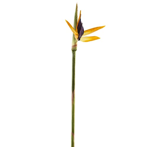 Ashland Michaels Bulk 12 Pack: Yellow Bird of Paradise Stem
