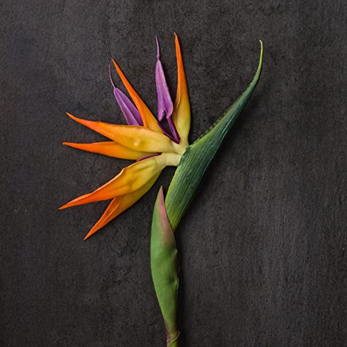 Ashland Michaels Bulk 12 Pack: Yellow Bird of Paradise Stem