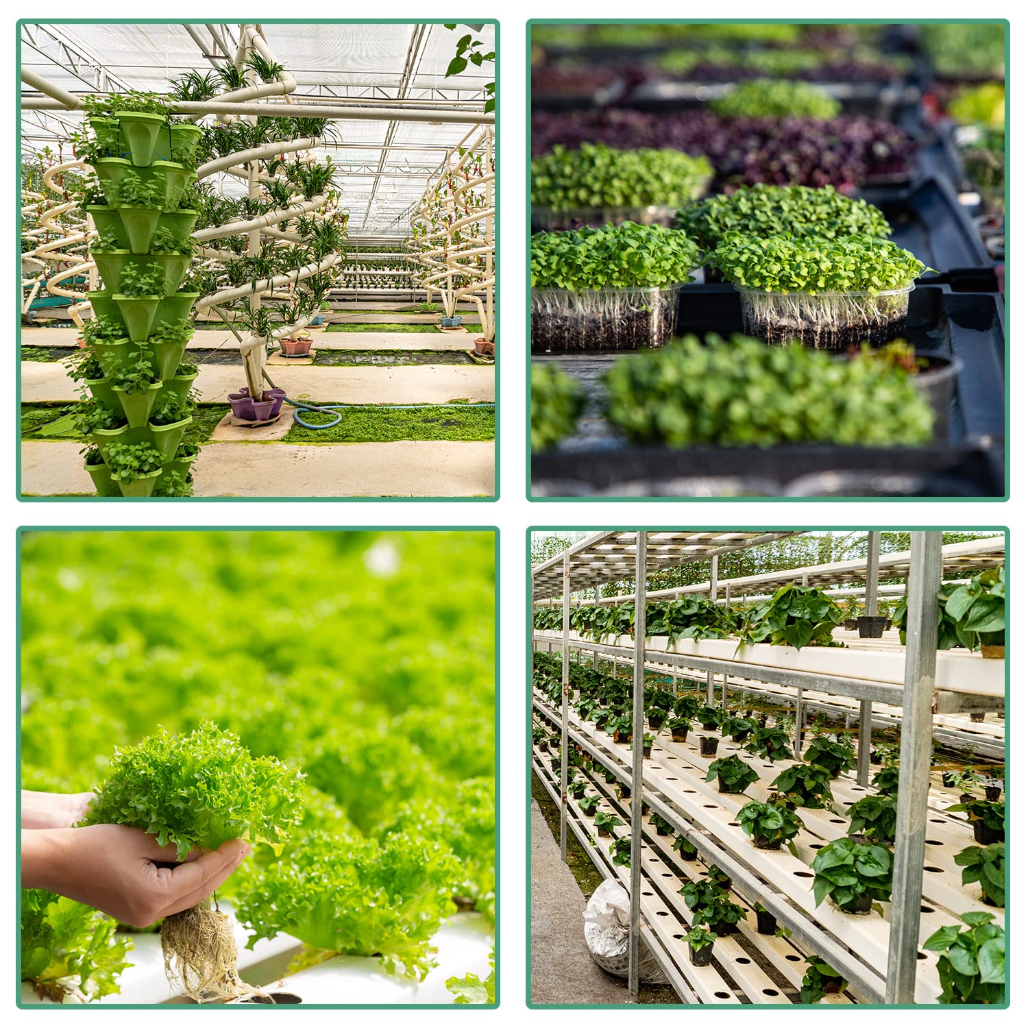 50pcs Grow Sponges, Replacement Grow Sponges Seed Root Growth Sponges for Planting Hydroponics Growing Sponge Compatible with Aerogardens Pod Sponges for Indoor Garden Hydroponics Growing System