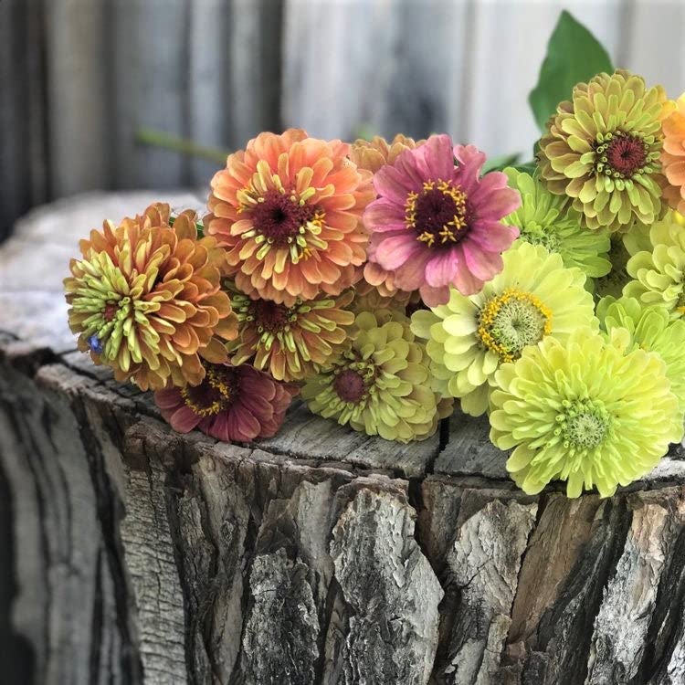 Zinnia Seeds - Queen Lime Mix - Packet - Pink/Yellow/Green Flower Seeds, Open Pollinated Seed Attracts Bees, Attracts Butterflies, Attracts Hummingbirds, Attracts Pollinators
