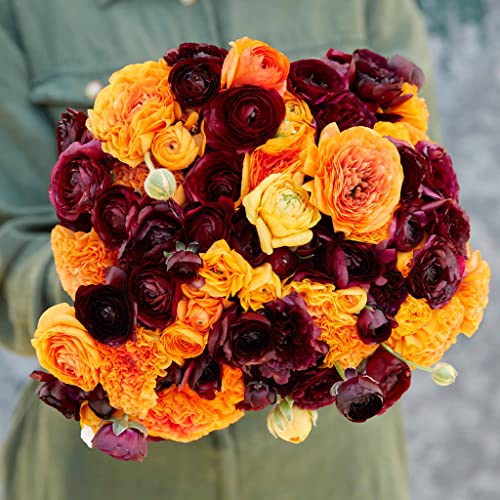 Ranunculus Bulbs - Fire & Wine Mix - 100 Bulbs - Mixed Flower Bulbs, Corm Attracts Bees, Attracts Pollinators, Easy to Grow & Maintain, Fragrant, Container Garden