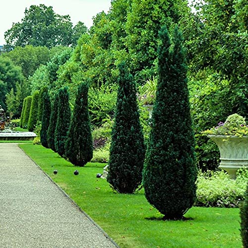 Hetzi Juniper | 3 Live Gallon Size Trees | Juniperus Chinensis | Drought Tolerant Cold Hardy Evergreen Privacy Screening Plants