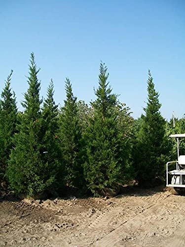 Hetzi Juniper | 3 Live Gallon Size Trees | Juniperus Chinensis | Drought Tolerant Cold Hardy Evergreen Privacy Screening Plants