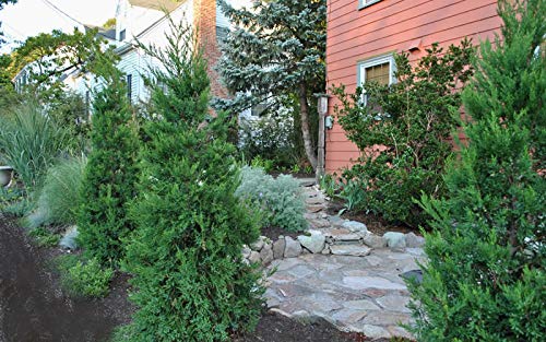 Hetzi Juniper | 3 Live Gallon Size Trees | Juniperus Chinensis | Drought Tolerant Cold Hardy Evergreen Privacy Screening Plants