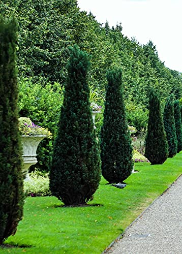 Hetzi Juniper | 3 Live Gallon Size Trees | Juniperus Chinensis | Drought Tolerant Cold Hardy Evergreen Privacy Screening Plants