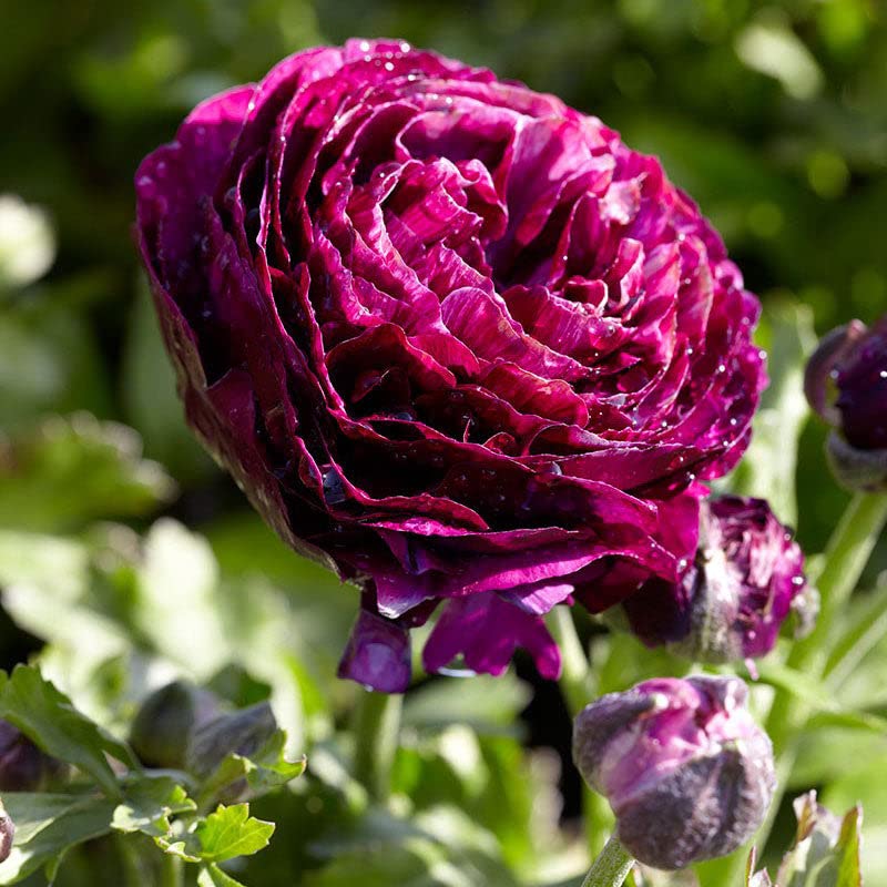 Ranunculus Bulbs - Violet - 100 Bulbs - Purple Flower Bulbs, Corm Attracts Bees, Attracts Pollinators, Easy to Grow & Maintain, Fragrant, Container Garden
