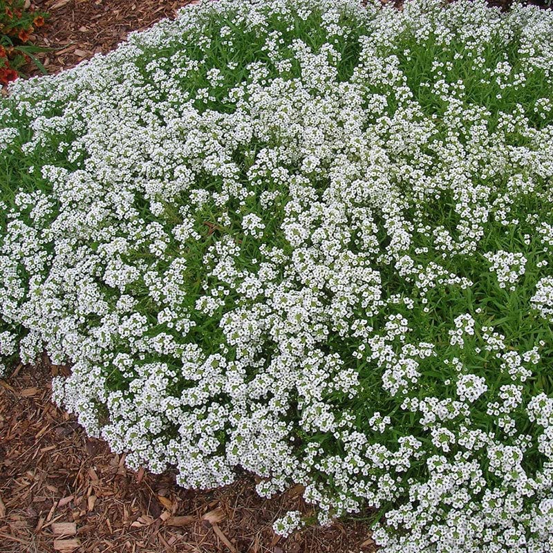Sweet Alyssum Seeds - Tall White - 1 Pound - White Flower Seeds, Heirloom Seed Attracts Bees, Attracts Butterflies, Attracts Pollinators, Fragrant, Container Garden