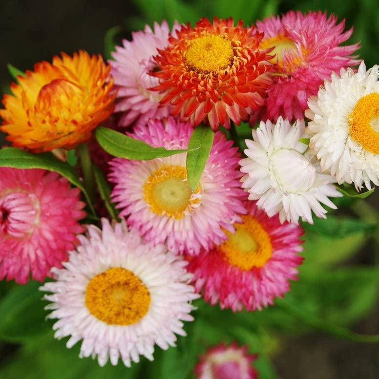 Strawflower Seeds - Swiss Giant Mix - Packet - Pink/Orange/Yellow Flower Seeds, Attracts Bees, Attracts Butterflies, Attracts Pollinators, Easy to Grow & Maintain, Cut Flower Garden