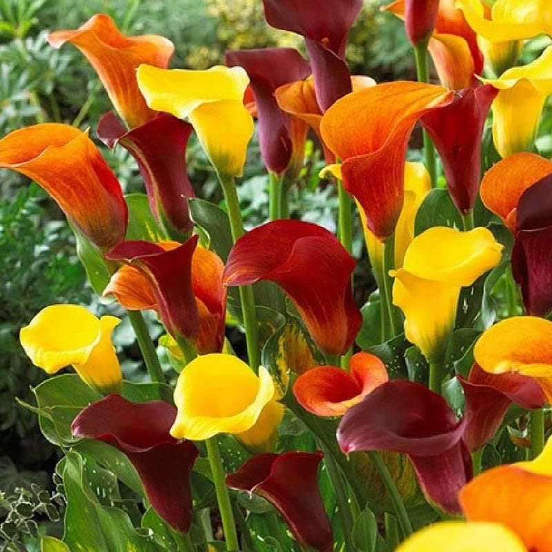 Calla Lily Bulbs - Hot Mix - Bag of 25, Mid Summer/Mixed Red/Orange/Yellow Flowers