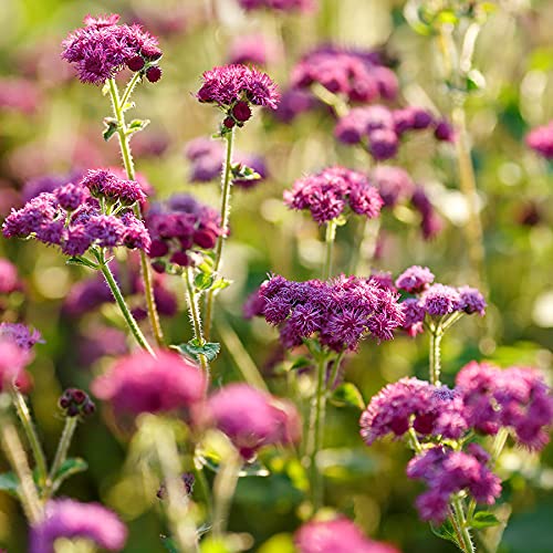 Ageratum Seeds - Red Flint - Packet - Red Flower Seeds, Heirloom Seed Attracts Bees, Attracts Butterflies, Attracts Pollinators, Fragrant, Container Garden