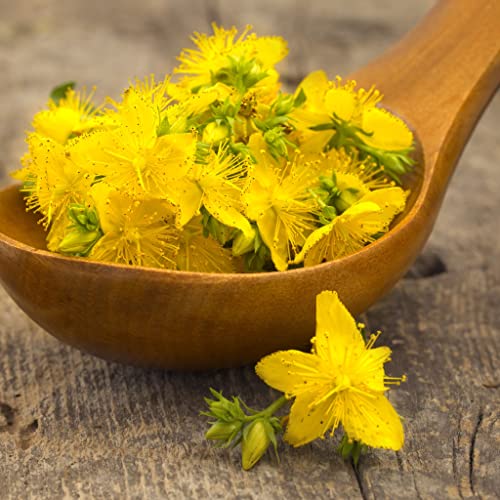 St. Johns Wort Seeds - 1/4 Pound - Herb Seeds, Open Pollinated Seed Attracts Bees, Attracts Pollinators, Ground Cover