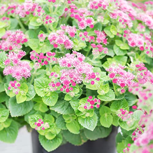 Ageratum Seeds - Red Flint - Packet - Red Flower Seeds, Heirloom Seed Attracts Bees, Attracts Butterflies, Attracts Pollinators, Fragrant, Container Garden