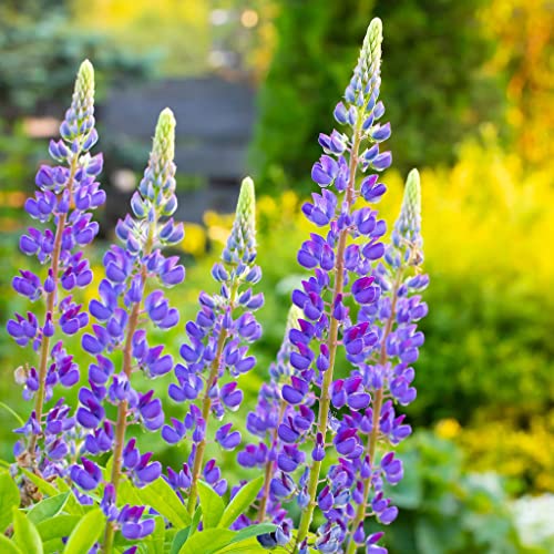Wild Perennial Lupine Seeds - Packet - Purple Flower Seeds, Heirloom Seed Attracts Bees, Attracts Butterflies, Attracts Hummingbirds, Attracts Pollinators, Easy to Grow & Maintain, Fragrant