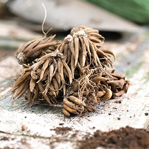 Ranunculus Bulbs - Happy Mix - 100 Bulbs - Mixed Flower Bulbs, Corm Attracts Bees, Attracts Pollinators, Easy to Grow & Maintain, Fragrant, Container Garden