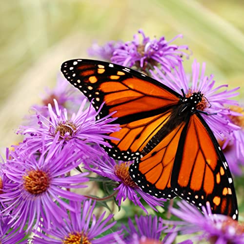 Aster Roots - Purple Dome - 6 Roots - Purple Flower Bulbs, Root Attracts Bees, Attracts Butterflies, Attracts Pollinators, Easy to Grow & Maintain, Extended Bloom Time, Fast Growing, Border