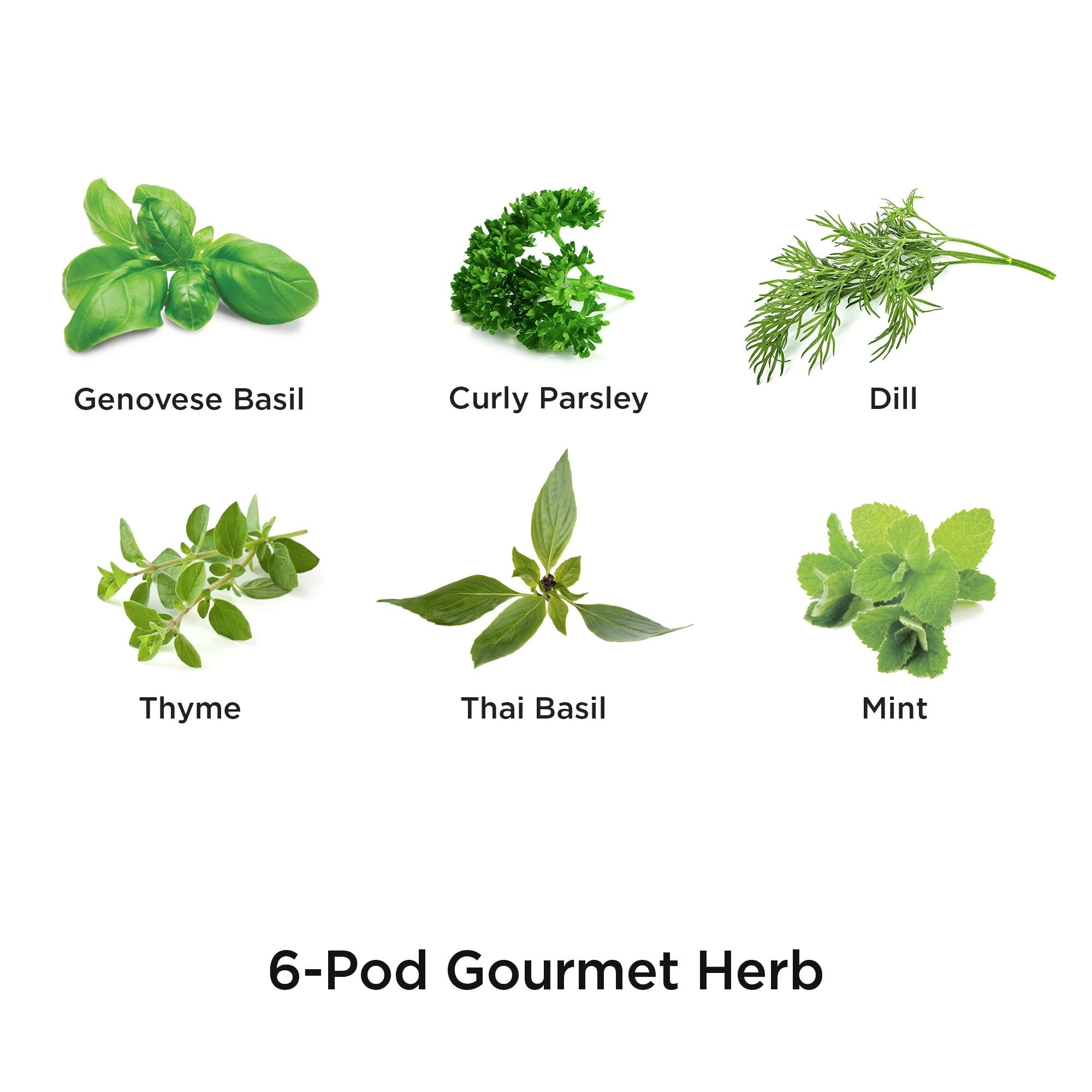 AeroGarden Gourmet Herb Seed Pod Kit - Herb Seeds for AeroGarden Indoor Garden, 6-Pod