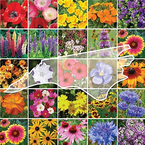 North Carolina Wildflower Seed Mix - 1/4 Pound - Mixed Wildflower Seeds, Attracts Bees, Attracts Butterflies, Attracts Hummingbirds, Attracts Pollinators, Easy to Grow & Maintain, Cut Flower Garden