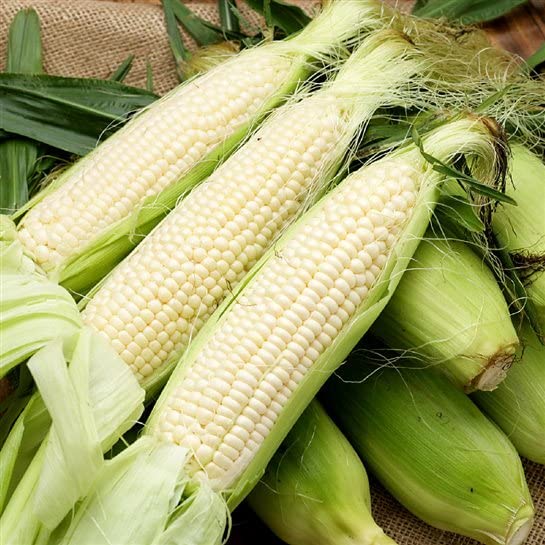Corn Seeds - Stowells Evergreen - 5 Pounds - Vegetable Seeds, Heirloom Seed Fast Growing, Culinary